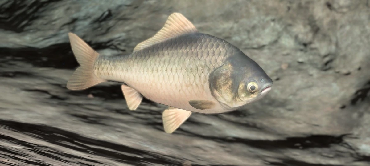 Japanese Crucian Carp | Endless Ocean Wiki | Fandom