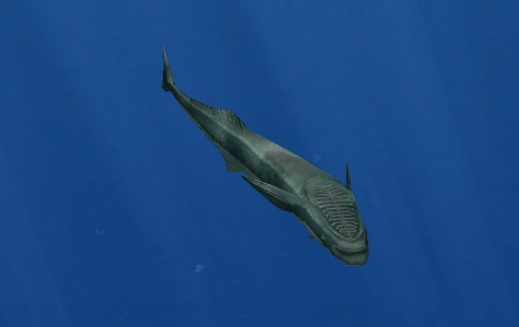 Remora | Endless Ocean Wiki | Fandom