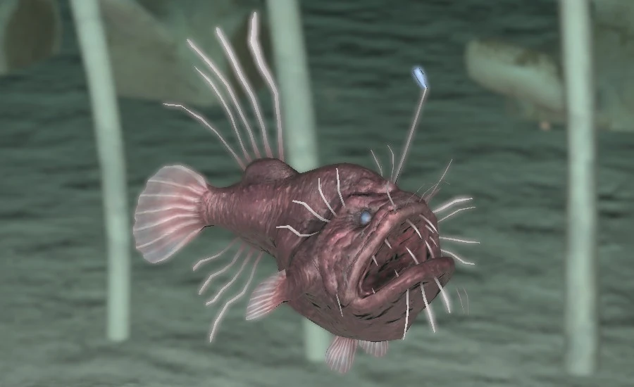 Angler Fish Female Absorb Male