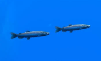 Capelin | Endless Ocean Wiki | Fandom