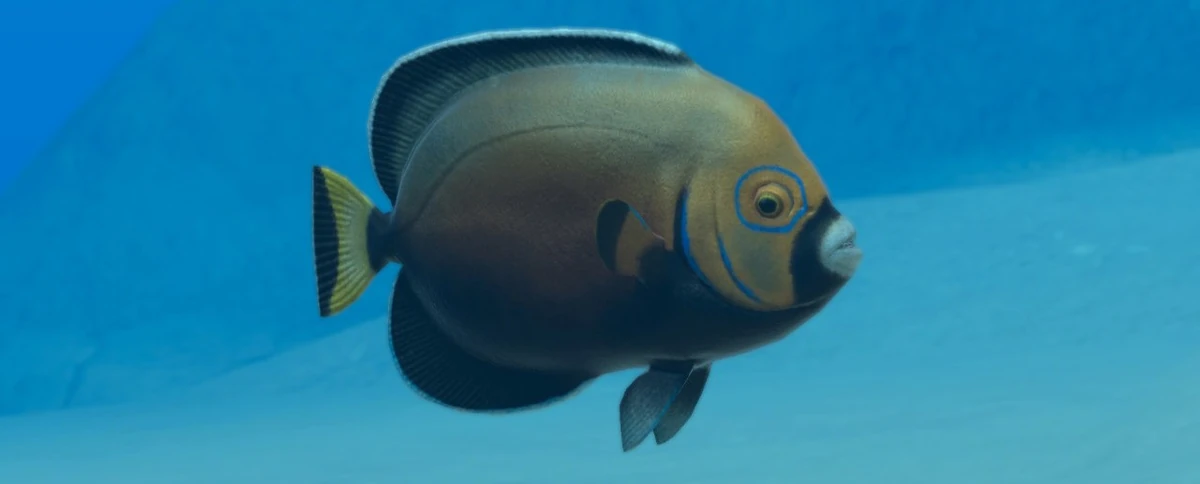 Conspicuous Angelfish | Endless Ocean Wiki | Fandom
