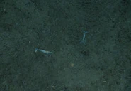 Deep-Sea Blind Shrimp | Endless Ocean Wiki | Fandom