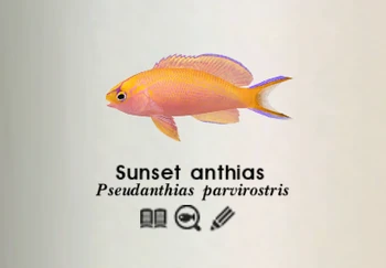 Sunset Anthias | Endless Ocean Wiki | Fandom