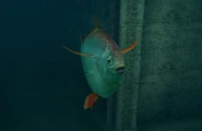 Opah | Endless Ocean Wiki | Fandom