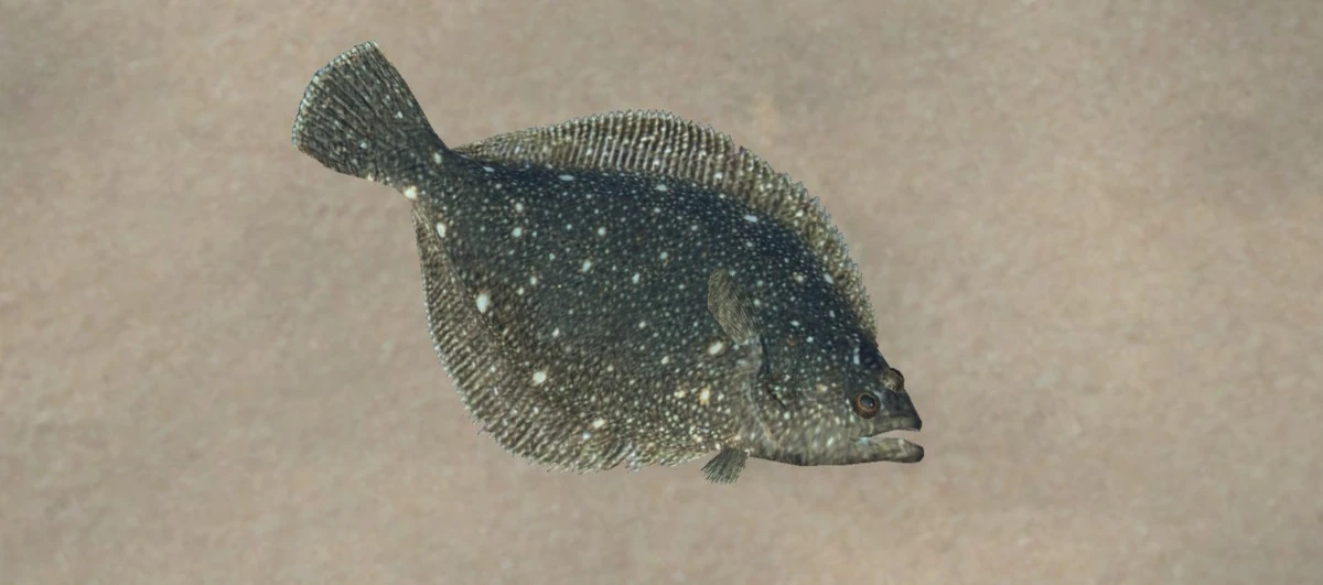Stone Flounder | Endless Ocean Wiki | Fandom
