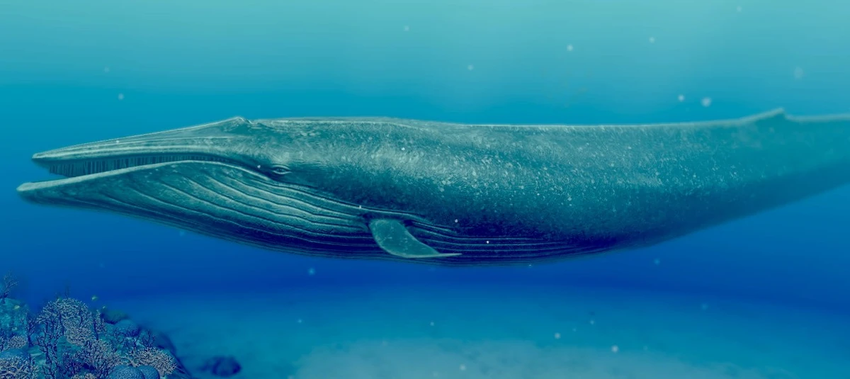 Blue Whale | Endless Ocean Wiki | Fandom