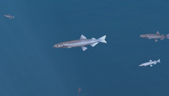 Capelin | Endless Ocean Wiki | Fandom