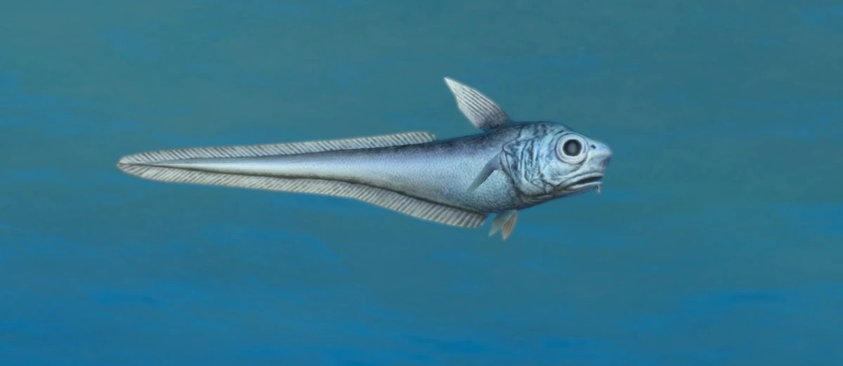 Glasshead Grenadier | Endless Ocean Wiki | Fandom