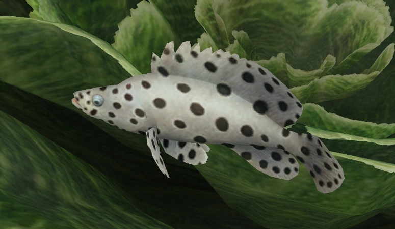 Humpback Grouper | Endless Ocean Wiki | Fandom