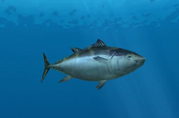 Atlantic Bluefin Tuna | Endless Ocean Wiki | Fandom