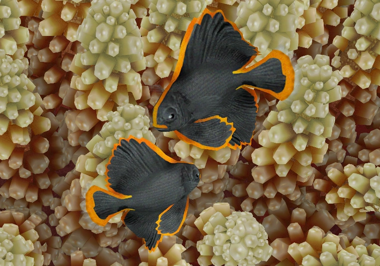 Pretty Orange And Black Batfish