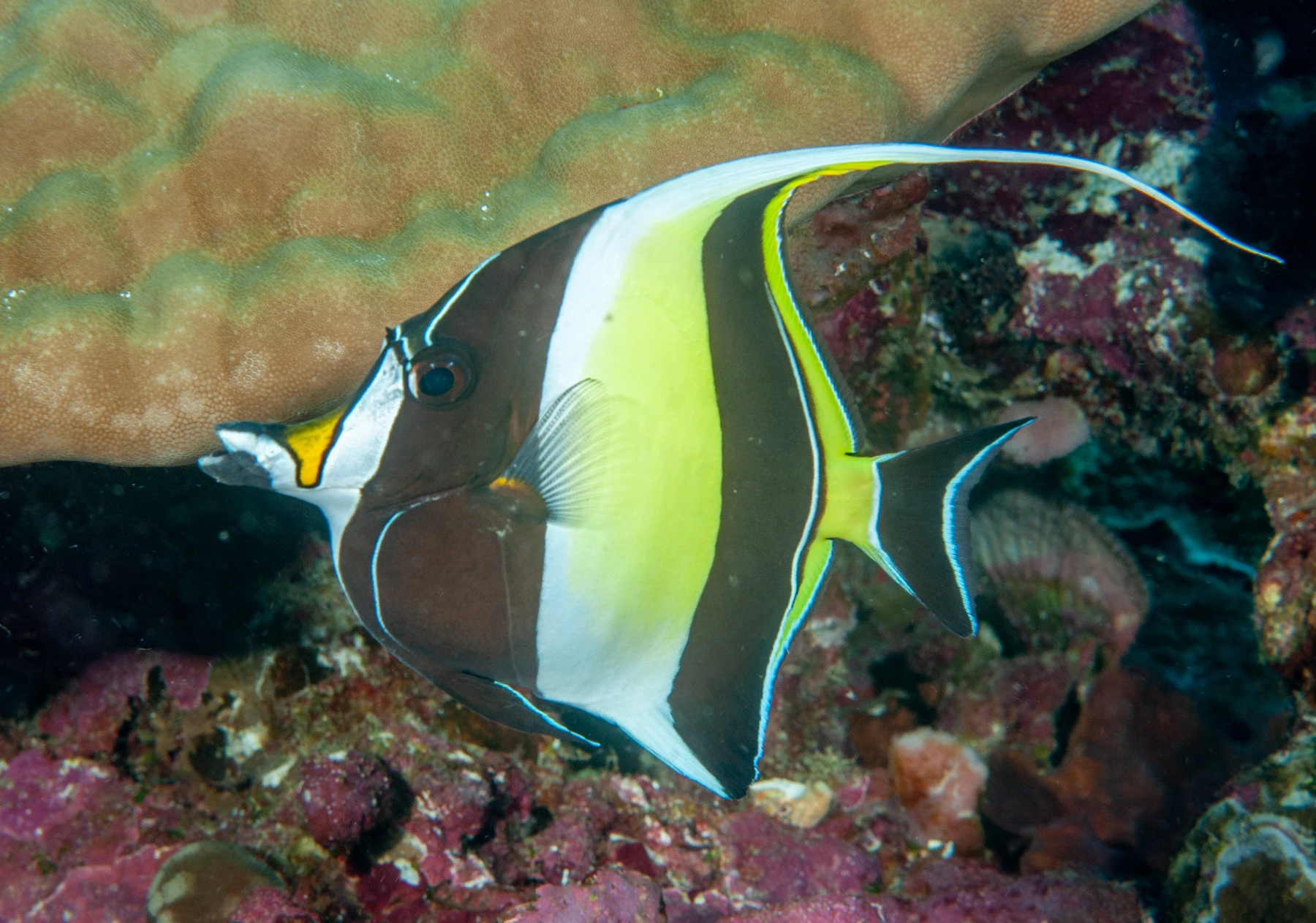 Moorish Idol Fish