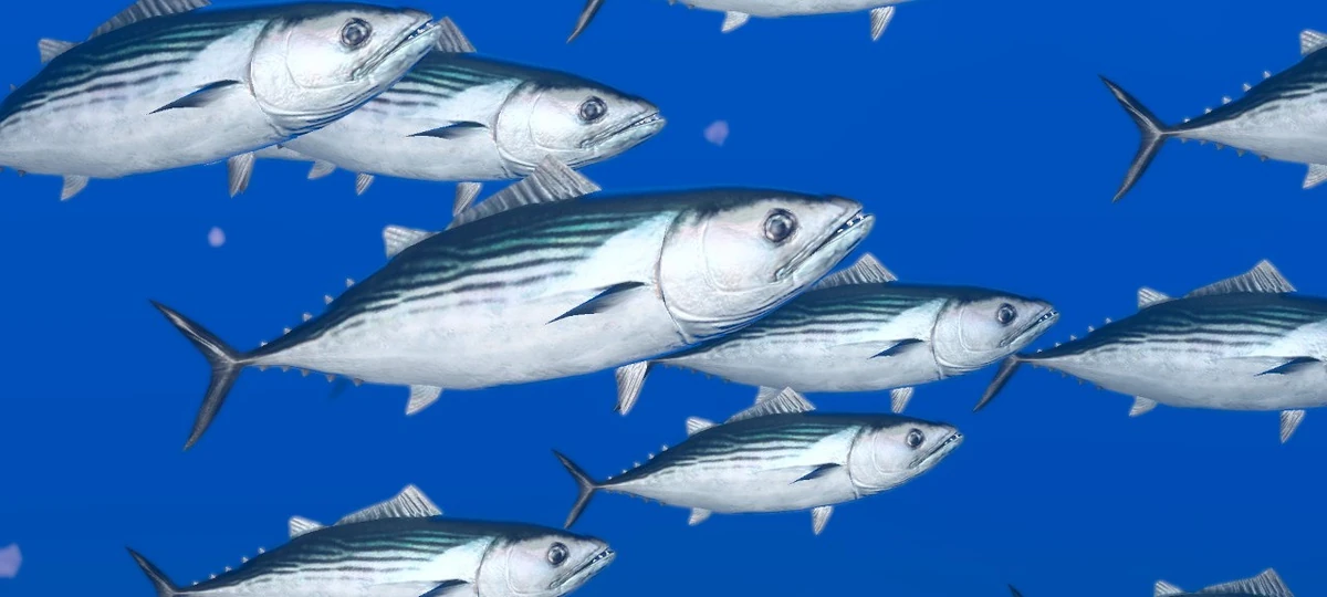 Striped Bonito | Endless Ocean Wiki | Fandom