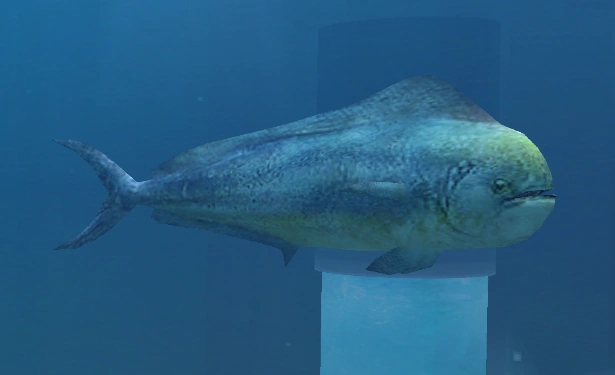 Mahi Mahi Underwater