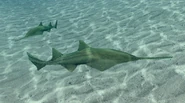 Dwarf Sawfish | Endless Ocean Wiki | Fandom