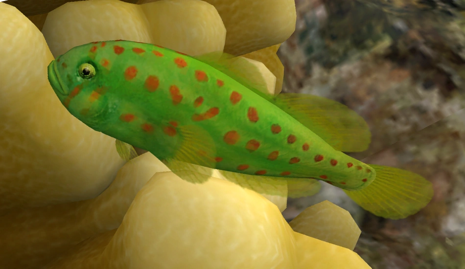 Red-Spotted Goby | Endless Ocean Wiki | Fandom
