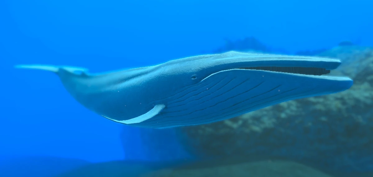 Category:Legendary Creatures | Endless Ocean Wiki | Fandom