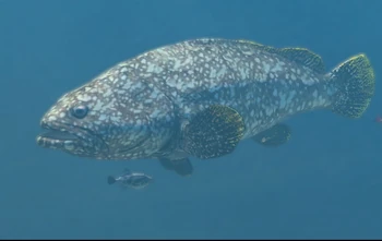Giant Grouper | Endless Ocean Wiki | Fandom