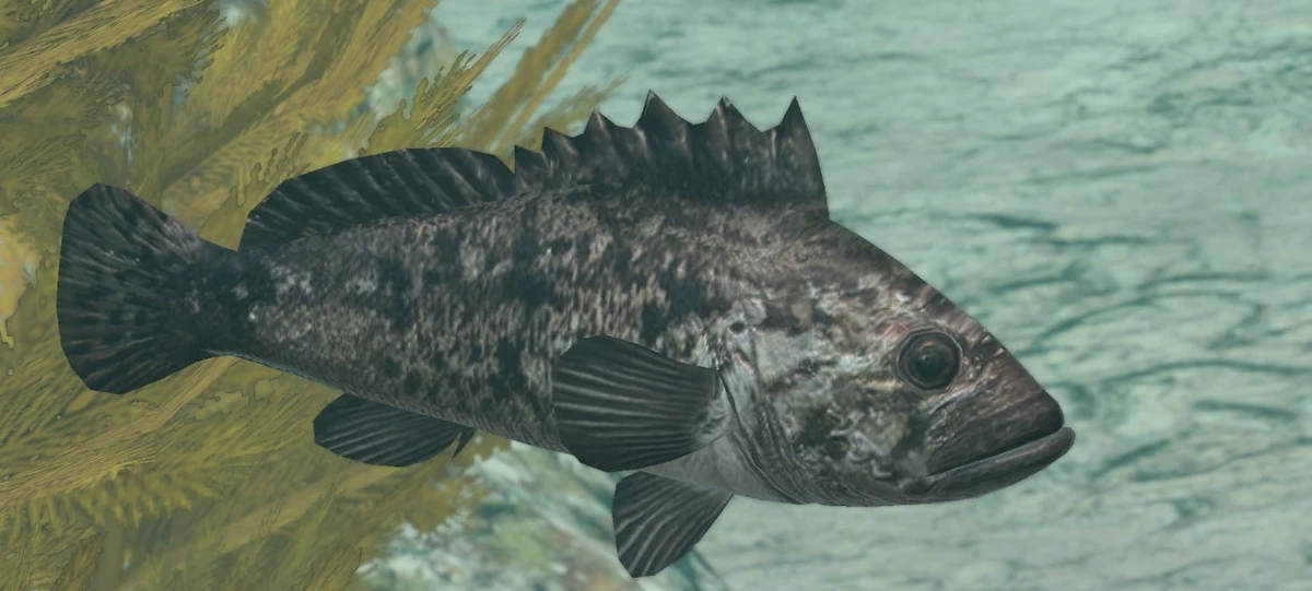 Fox Jacopever | Endless Ocean Wiki | Fandom