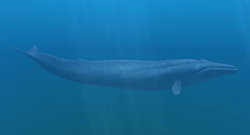 Blue Whale | Endless Ocean Wiki | Fandom