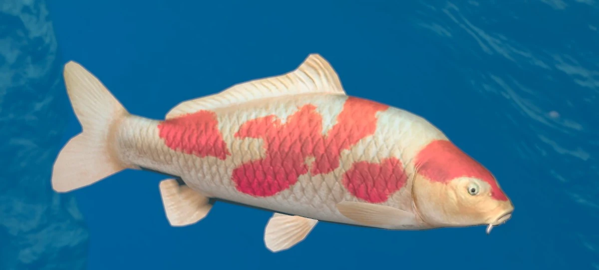 Colored Carp | Endless Ocean Wiki | Fandom