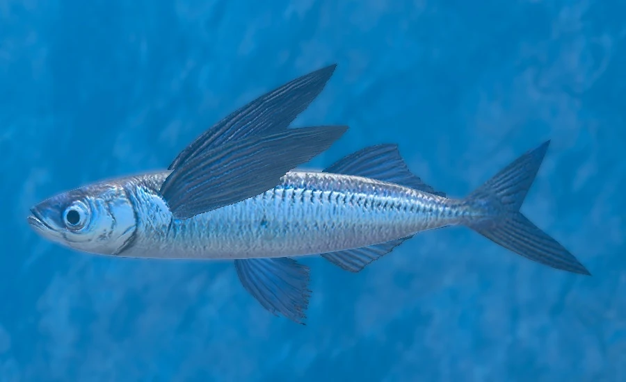 Japanese Flying Fish | Endless Ocean Wiki | Fandom