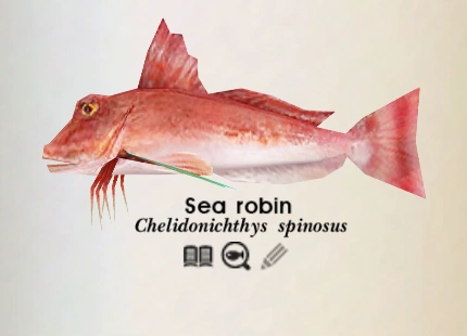 Colorful Sea Robin