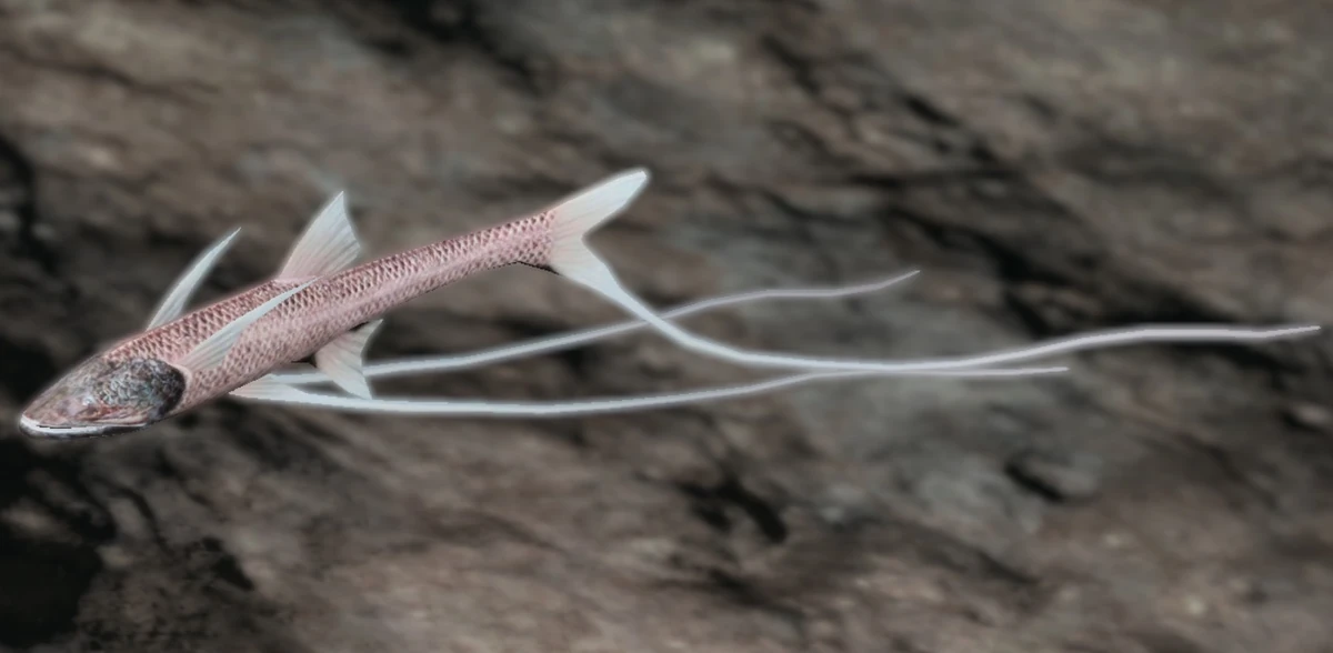 Tripodfish | Endless Ocean Wiki | Fandom