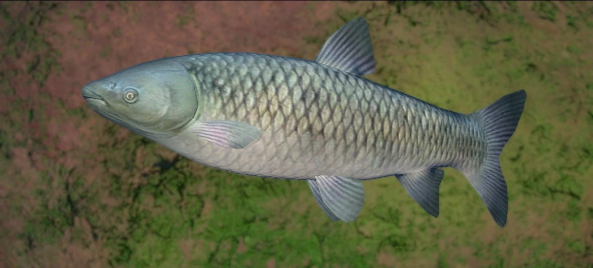 Grass Carp | Endless Ocean Wiki | Fandom