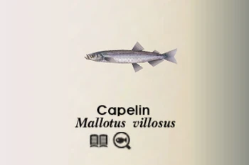 Capelin | Endless Ocean Wiki | Fandom
