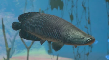 Baby Arapaima