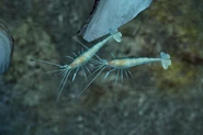 Deep-Sea Blind Shrimp | Endless Ocean Wiki | Fandom