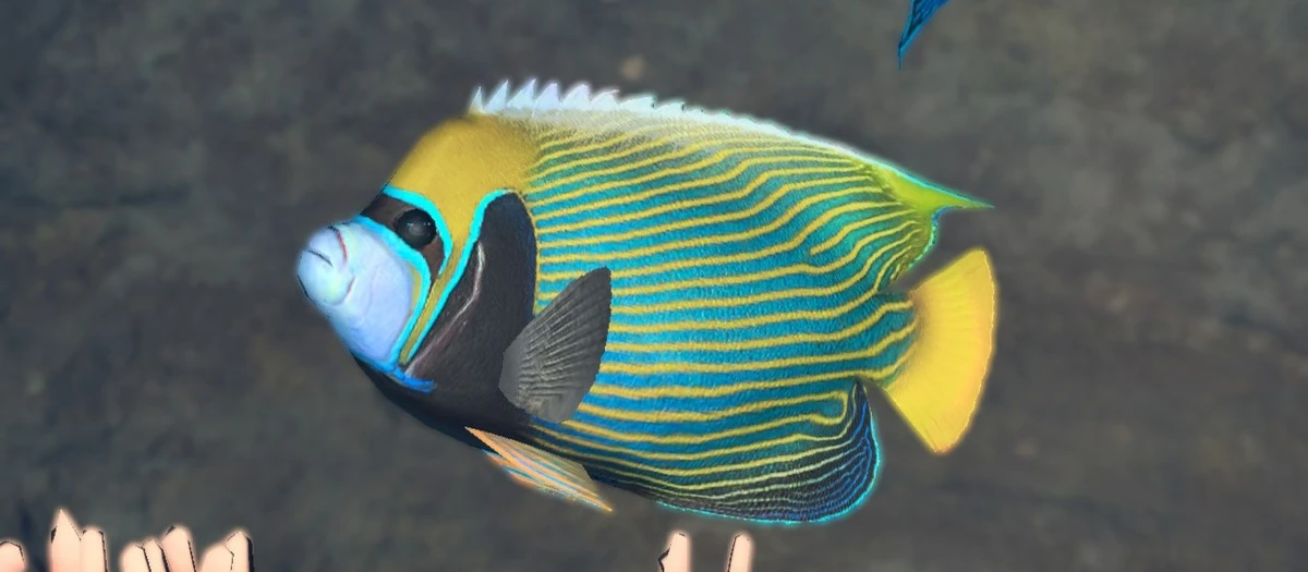 Emperor Angelfish | Endless Ocean Wiki | Fandom