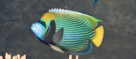 Emperor Angelfish | Endless Ocean Wiki | Fandom