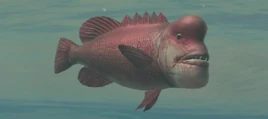 Asian Sheepshead Wrasse | Endless Ocean Wiki | Fandom