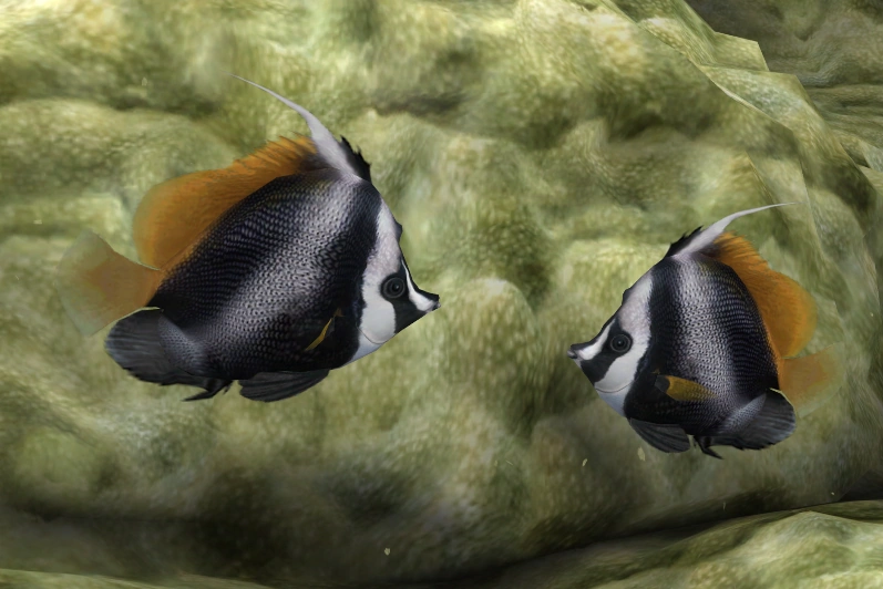 Singular Bannerfish | Endless Ocean Wiki | Fandom