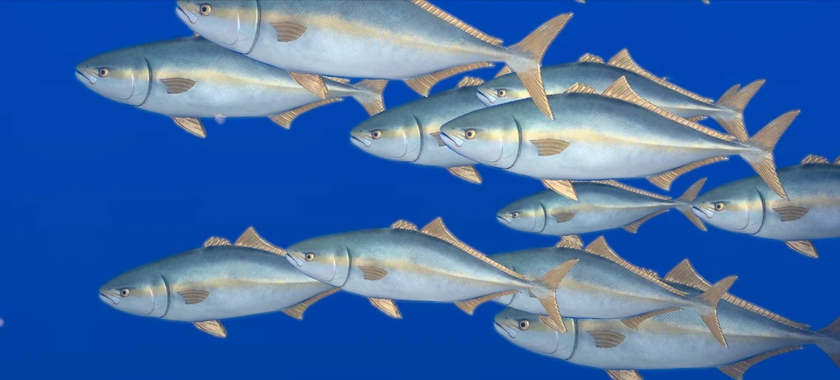 Yellowtail | Endless Ocean Wiki | Fandom