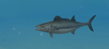 Japanese Spanish Mackerel | Endless Ocean Wiki | Fandom