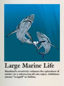 Marine Encyclopedia (Endless Ocean 2) | Endless Ocean Wiki | Fandom