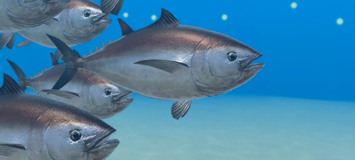 Southern Bluefin Tuna | Endless Ocean Wiki | Fandom