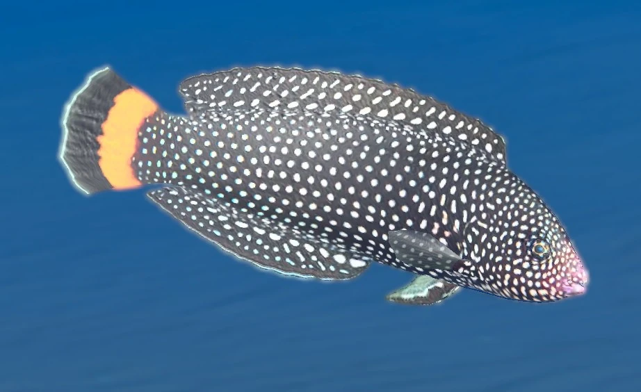White-Spotted Wrasse | Endless Ocean Wiki | Fandom