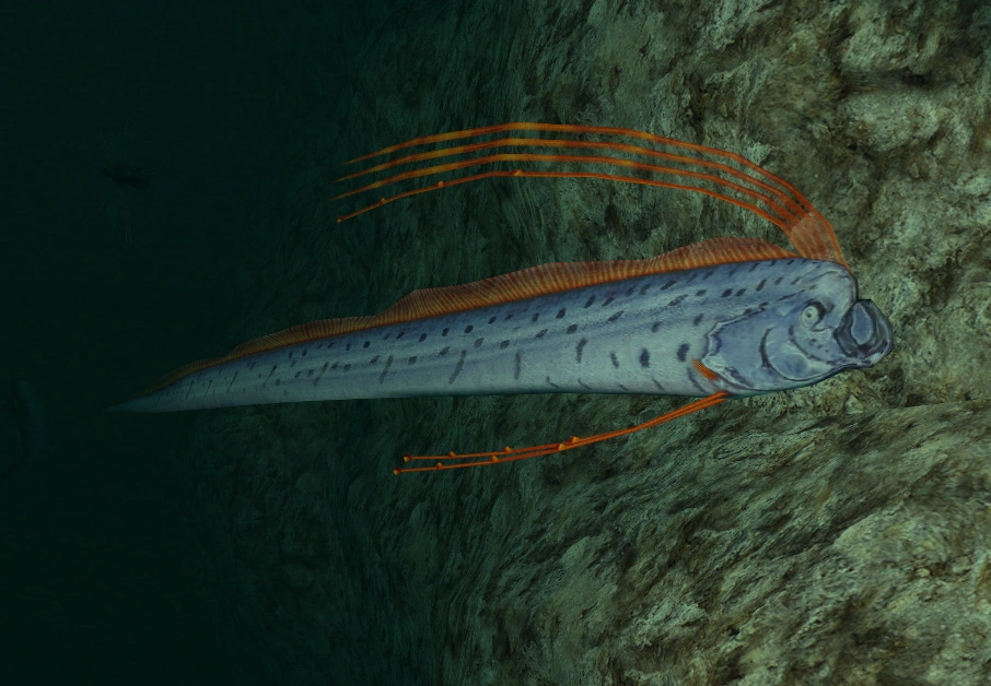 Oarfish 56 Ft