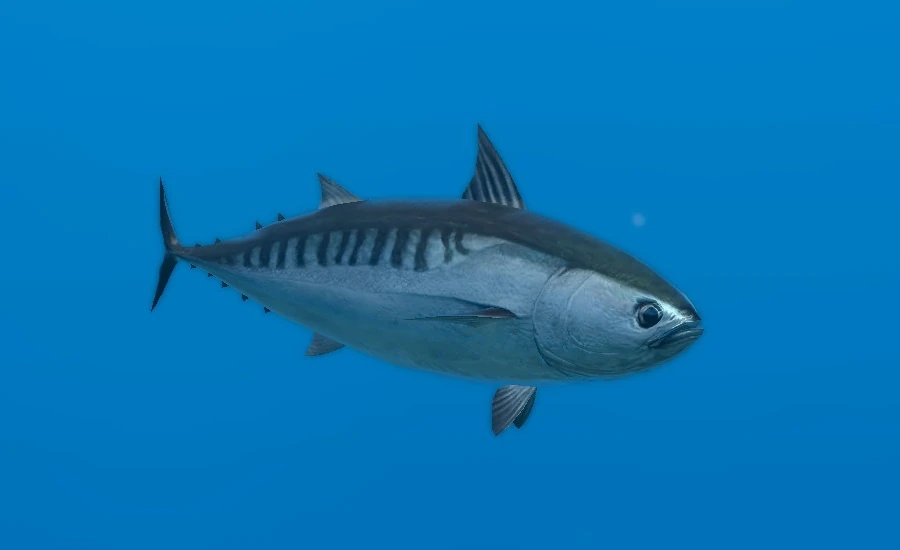 Bullet Tuna | Endless Ocean Wiki | Fandom