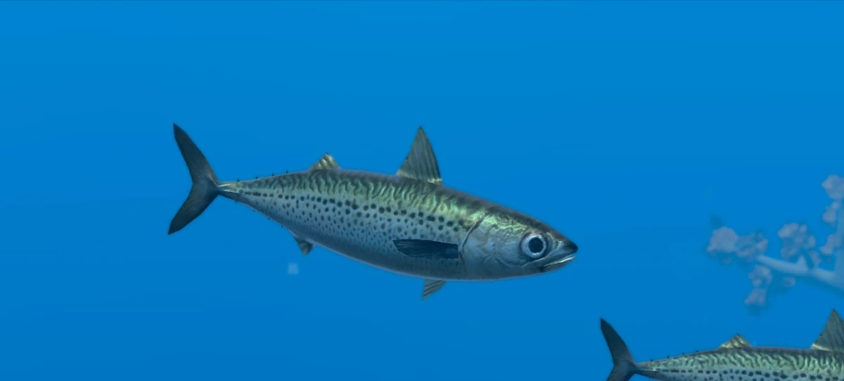 Blue Mackerel | Endless Ocean Wiki | Fandom