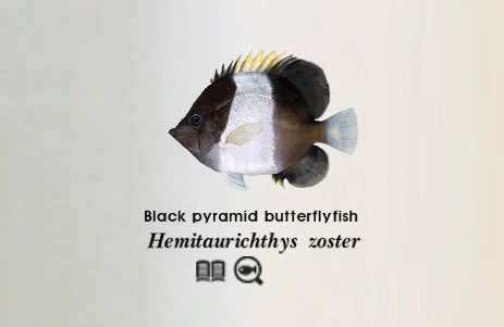 Black Pyramid Butterflyfish