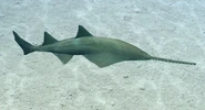 Dwarf Sawfish | Endless Ocean Wiki | Fandom