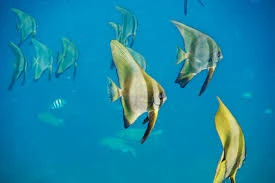 Golden Spadefish | Endless Ocean Wiki | Fandom