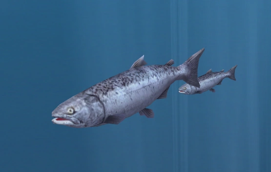 Chinook Salmon | Endless Ocean Wiki | Fandom