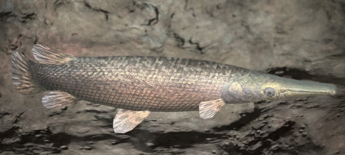 Alligator Gar | Endless Ocean Wiki | Fandom