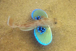 Colorful Sea Robin